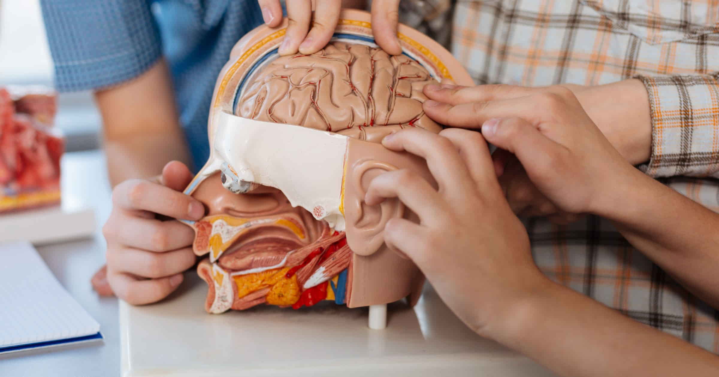 Las 7 etapas del desarrollo del cerebro I Red Educa